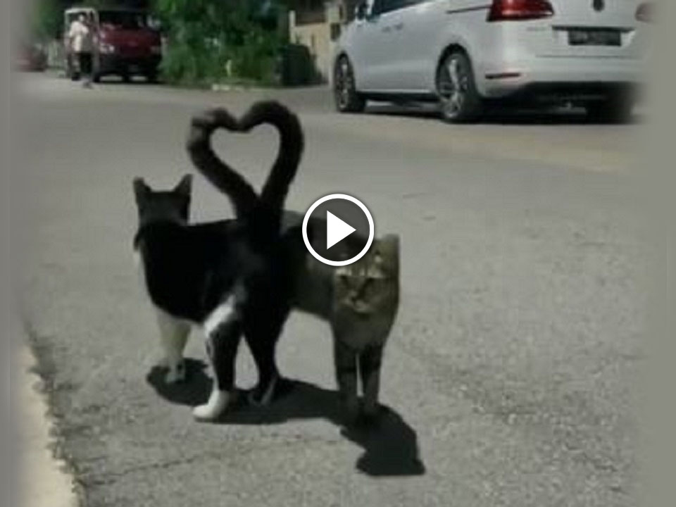Cats expressing their love by making hearts with their tails