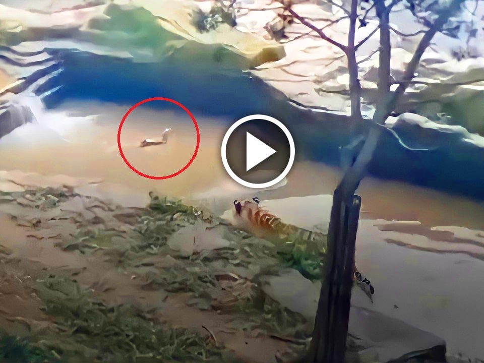 Duck playing hide and seek with Tiger in viral video