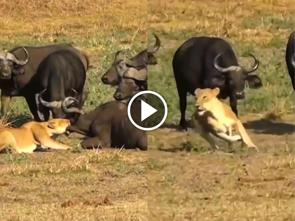 Viral Video of lioness attacks on bufflao and see how the herd of ...