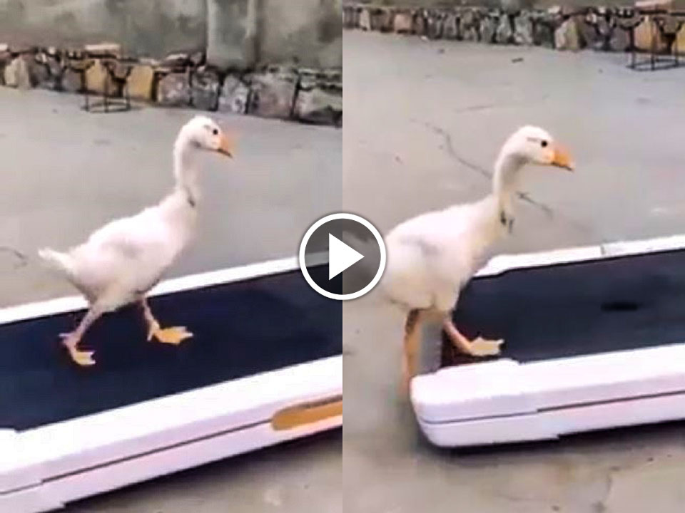 Duck running on Treadmill is so cute, viral video