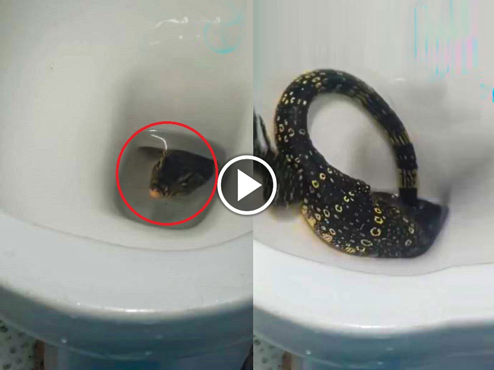 Shocking video of a hotel in Thailand where couple shocked to see ...