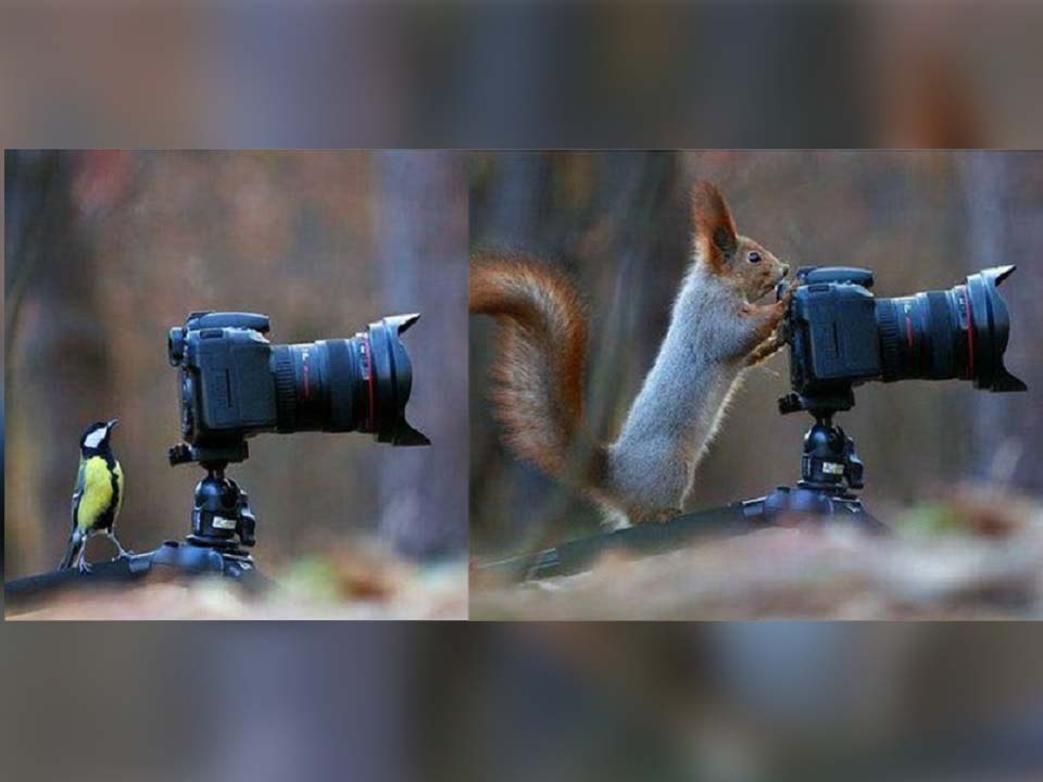 Viral images of squirrel and bird clicking each other photos