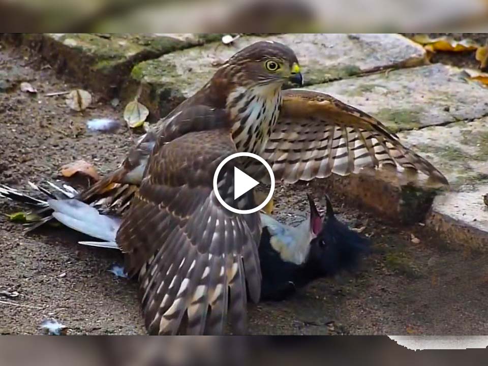 Hawk tries to kill Cuckoo Bird, watch viral video