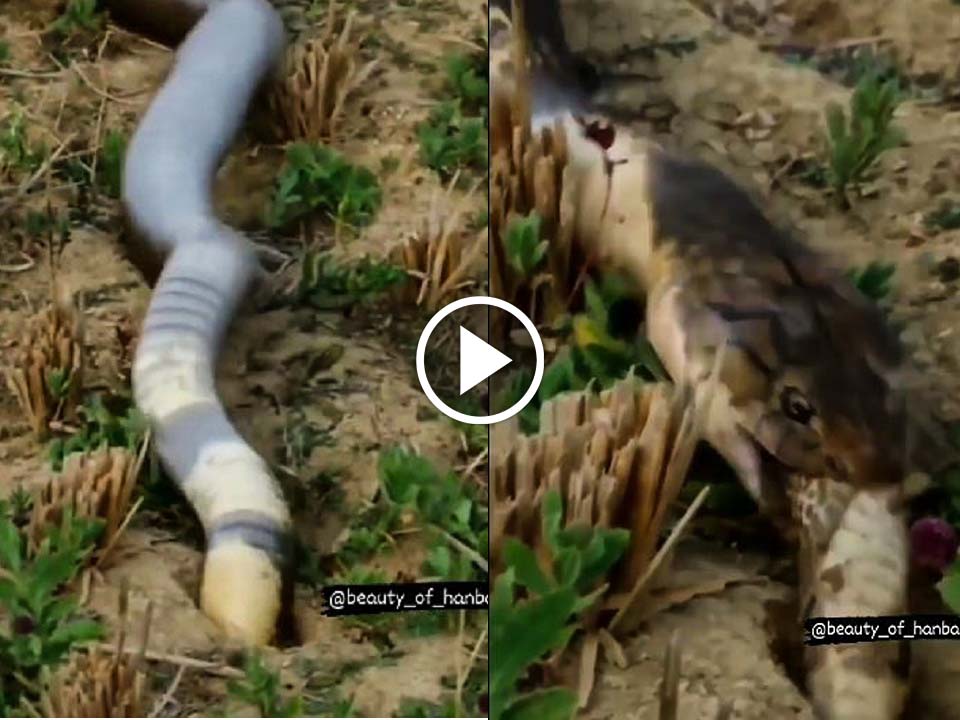 King cobra attacks on another snake in viral video, watch what happened ...