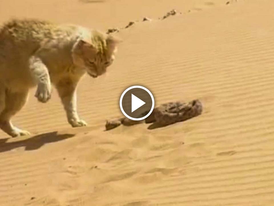 Sand Cat Eating Snake at Evelyn Fry blog