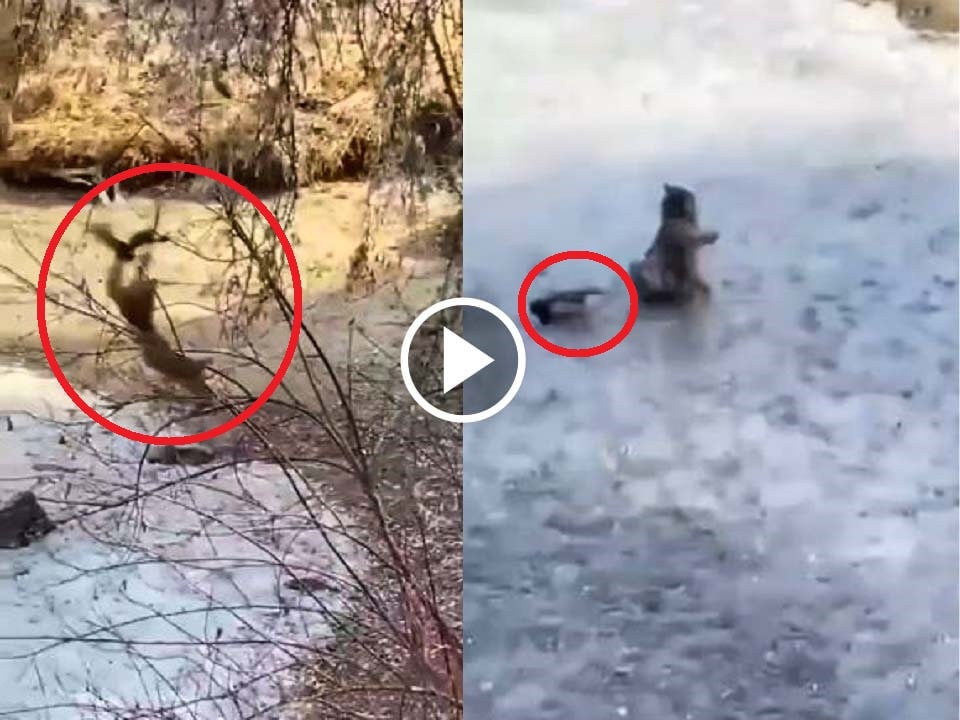 A cat trying to catch a bird by flying in the air, see what happens in ...