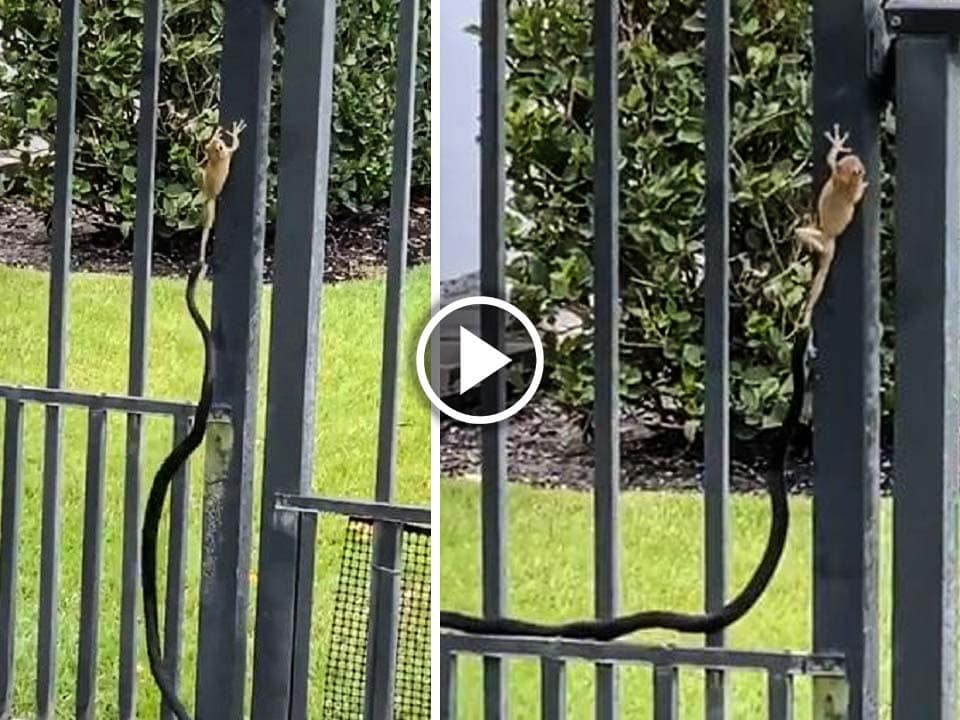 A snake trying to hunt a frog, see what happened next in viral video