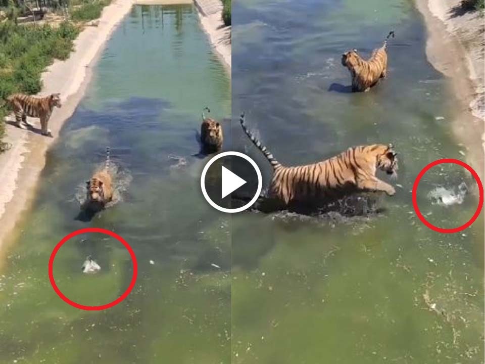 Tigers trying to catch duck from pond, watch Interesting ending of ...