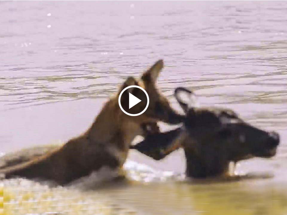 Wild dogs attacks on a Sambar Deer in water, see what happened next